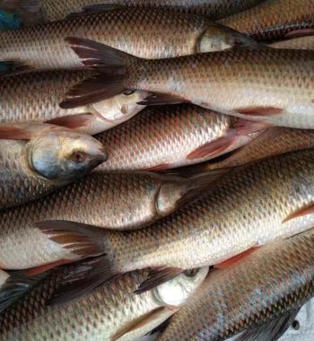 Rohu Fish - sgprojects